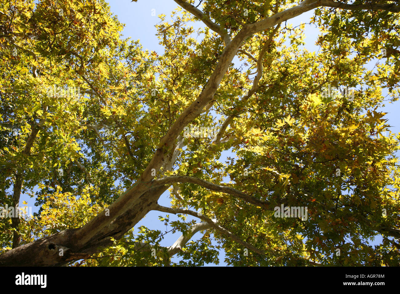 Plane tree Greece Stock Photo - Alamy