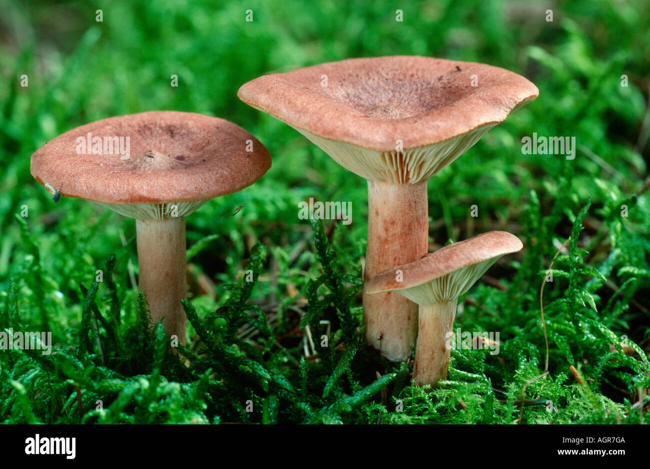 Rufous cap hi-res stock photography and images - Alamy