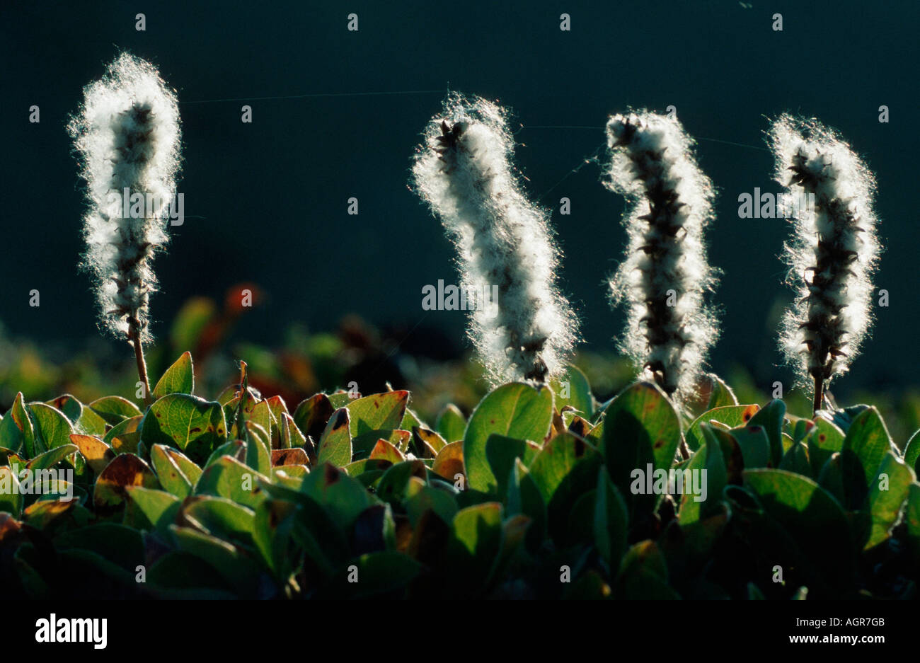 Arctic willow salix arctica hi-res stock photography and images - Alamy
