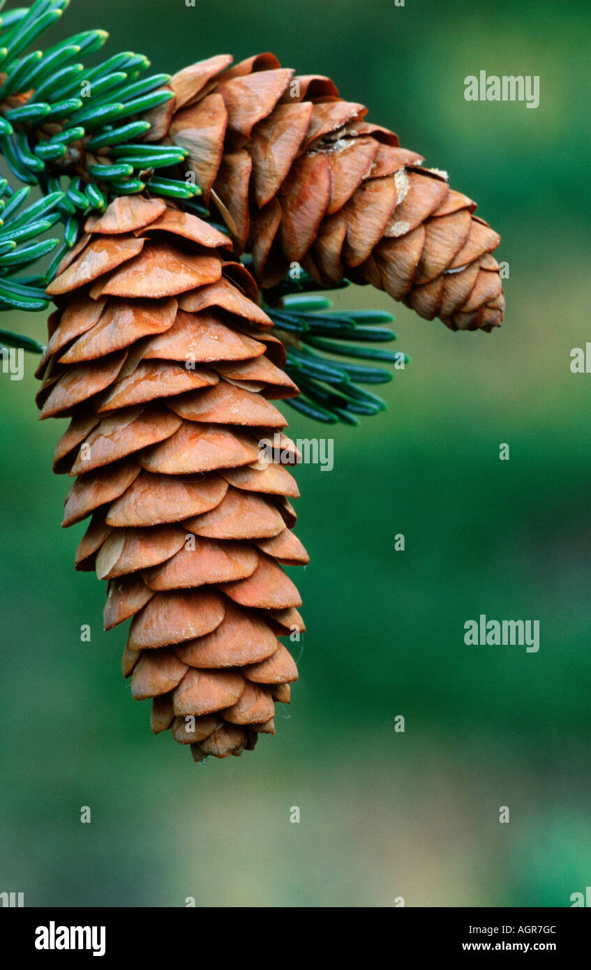 Cones of white spruce picea glauca hi-res stock photography and images - Alamy