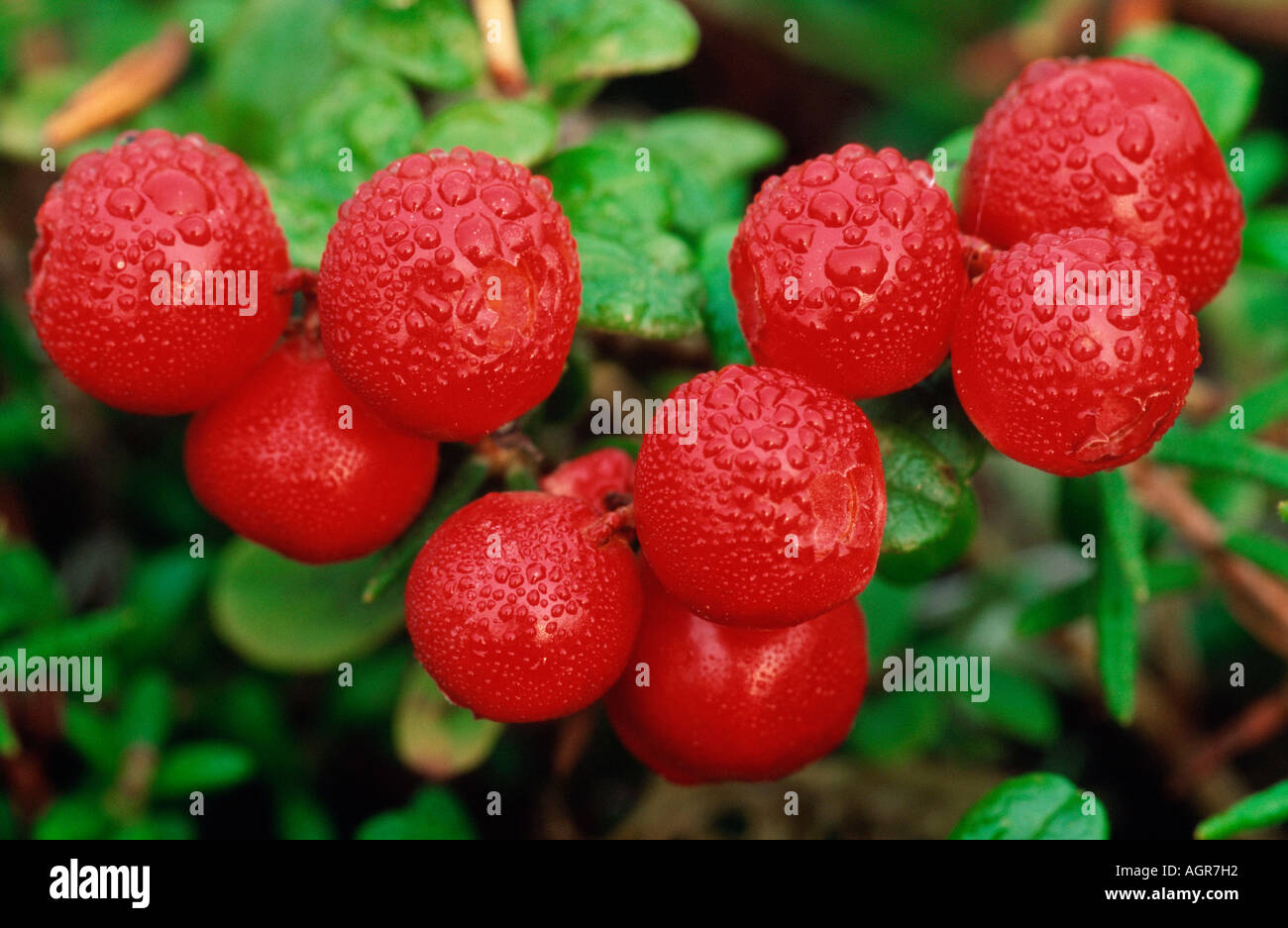 Red berries cowberry bushes hi-res stock photography and images - Alamy