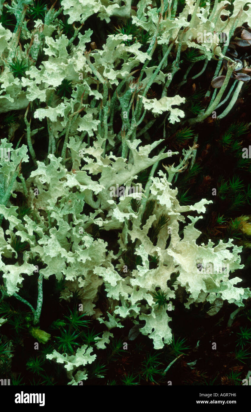 Lichen nivalis hi-res stock photography and images - Alamy