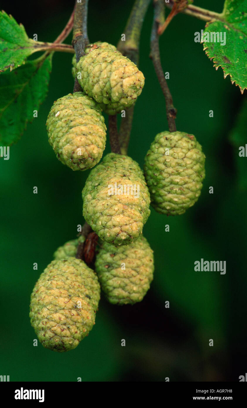 Red alder alaska hi-res stock photography and images - Alamy