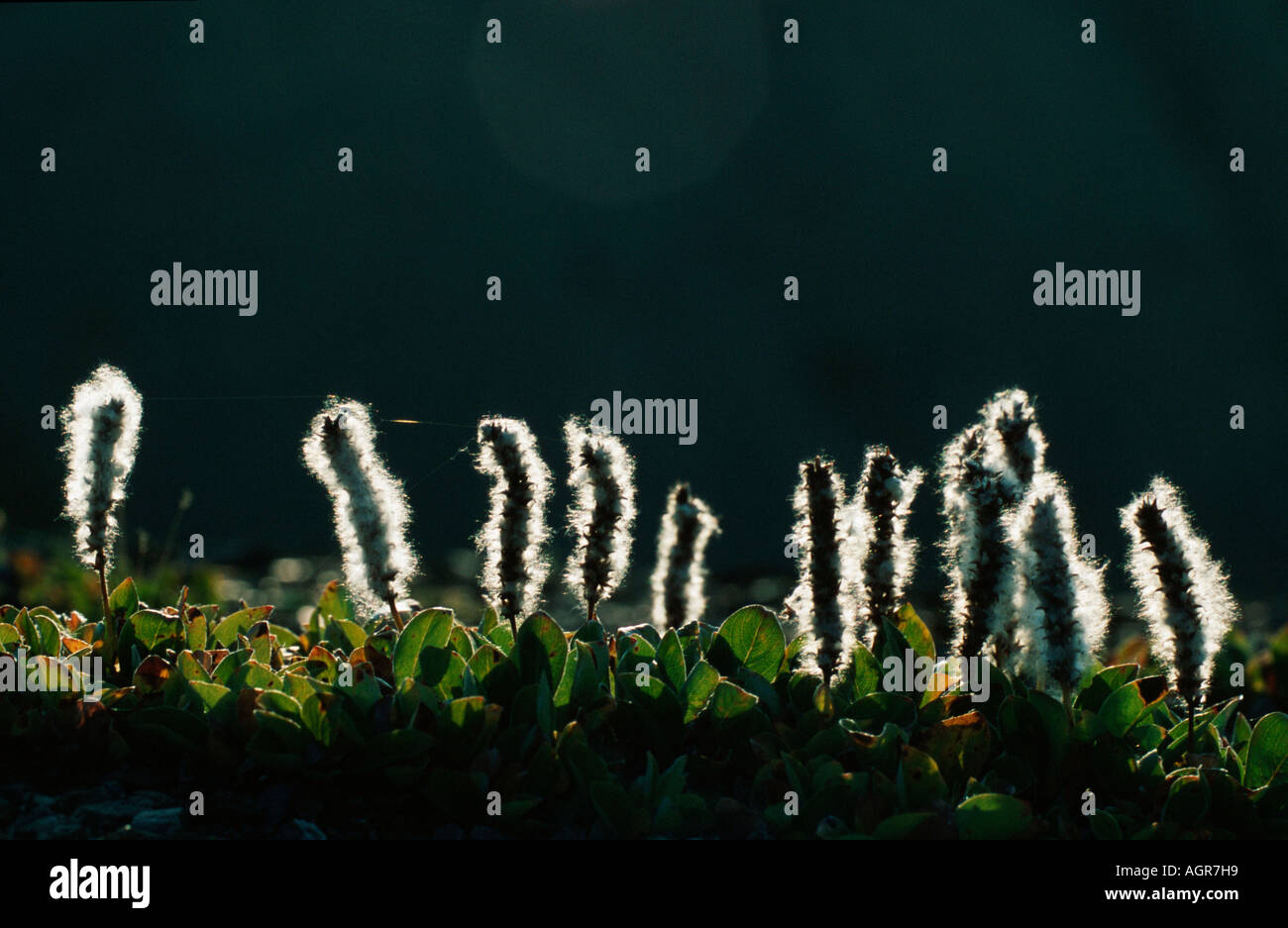 Arctic willow salix arctica hi-res stock photography and images - Alamy