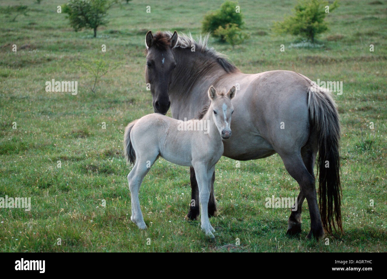 Mare foal konik horse hi-res stock photography and images - Alamy