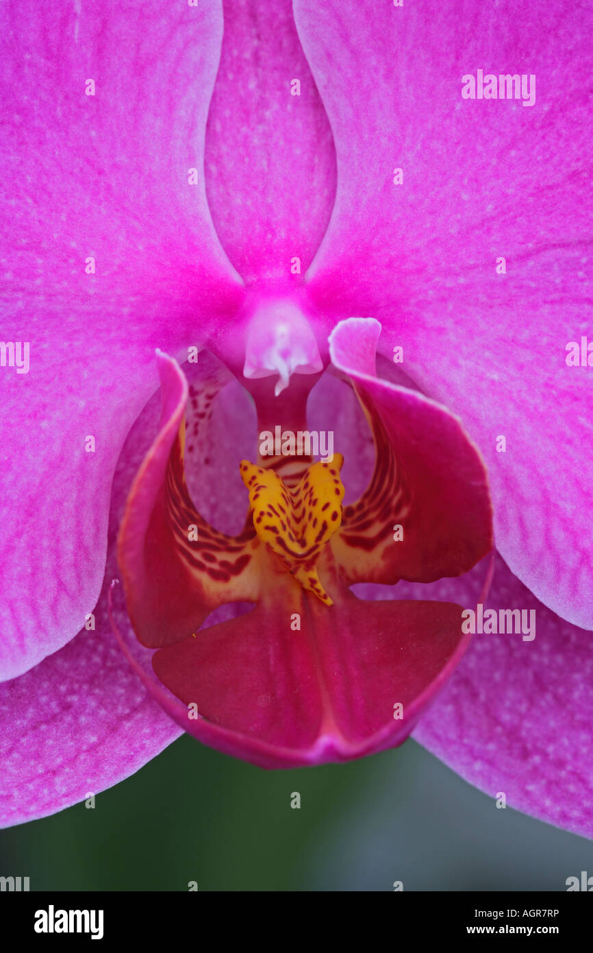 Phalaenopsis hybrid Moth Orchid Cultivar Stock Photo - Alamy