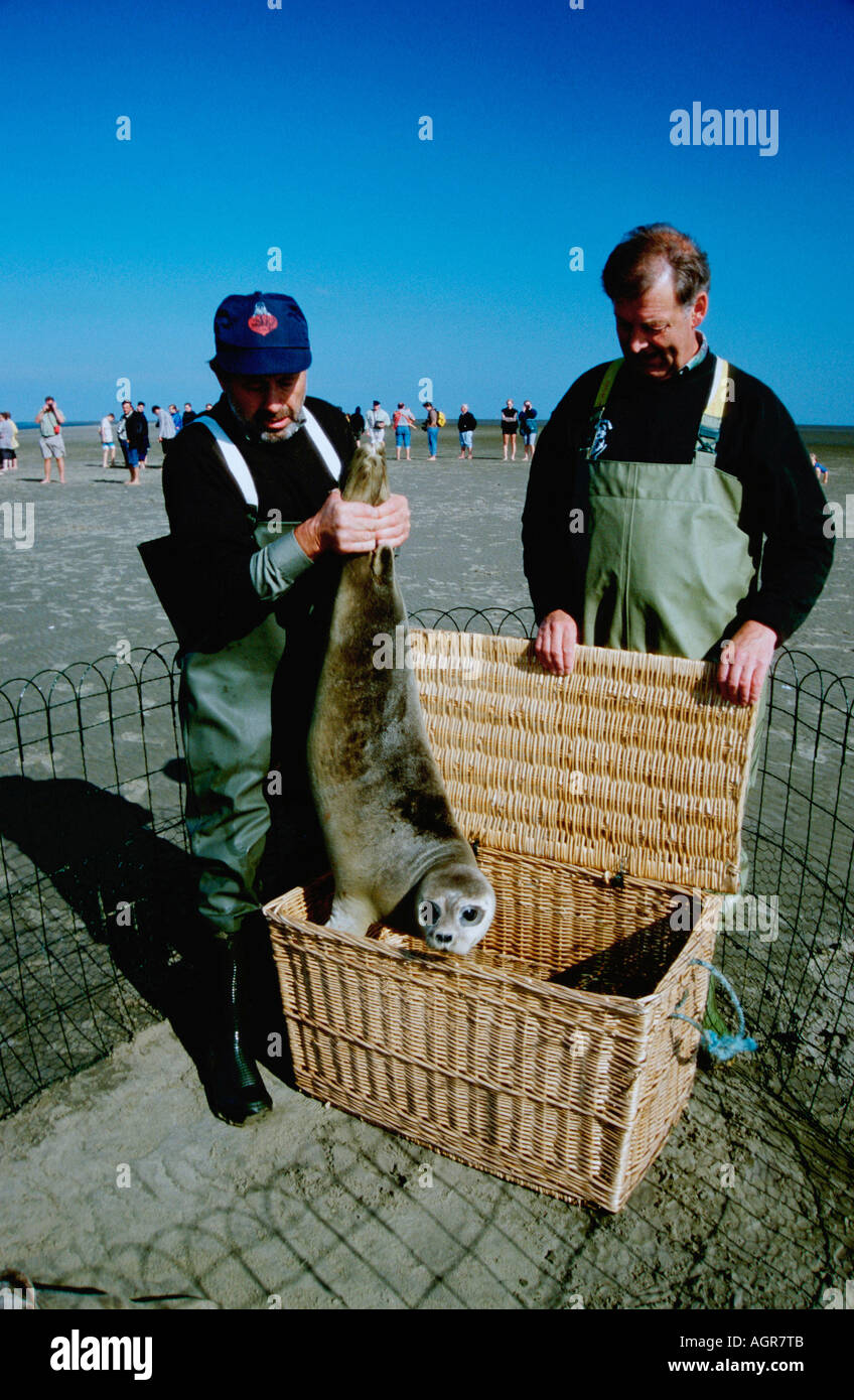 Seehunden hi-res stock photography and images - Alamy