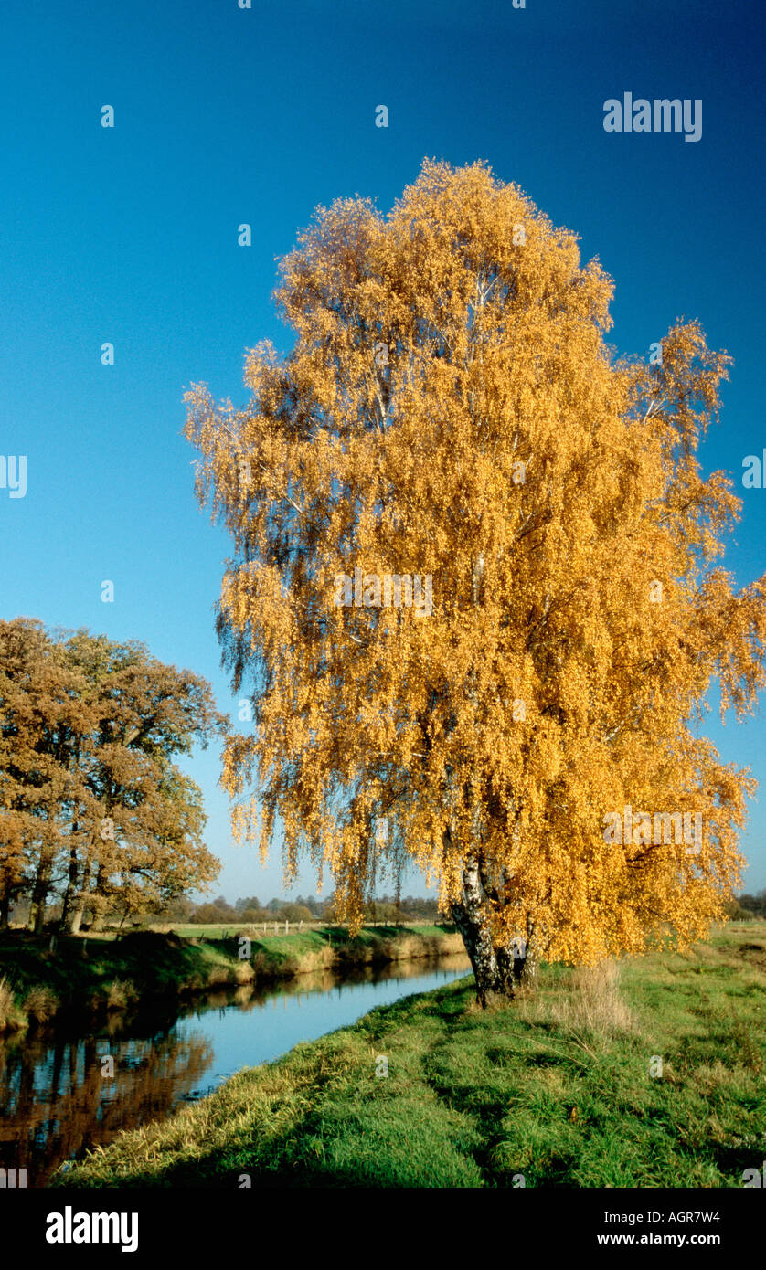 Birke herbst hi-res stock photography and images - Alamy