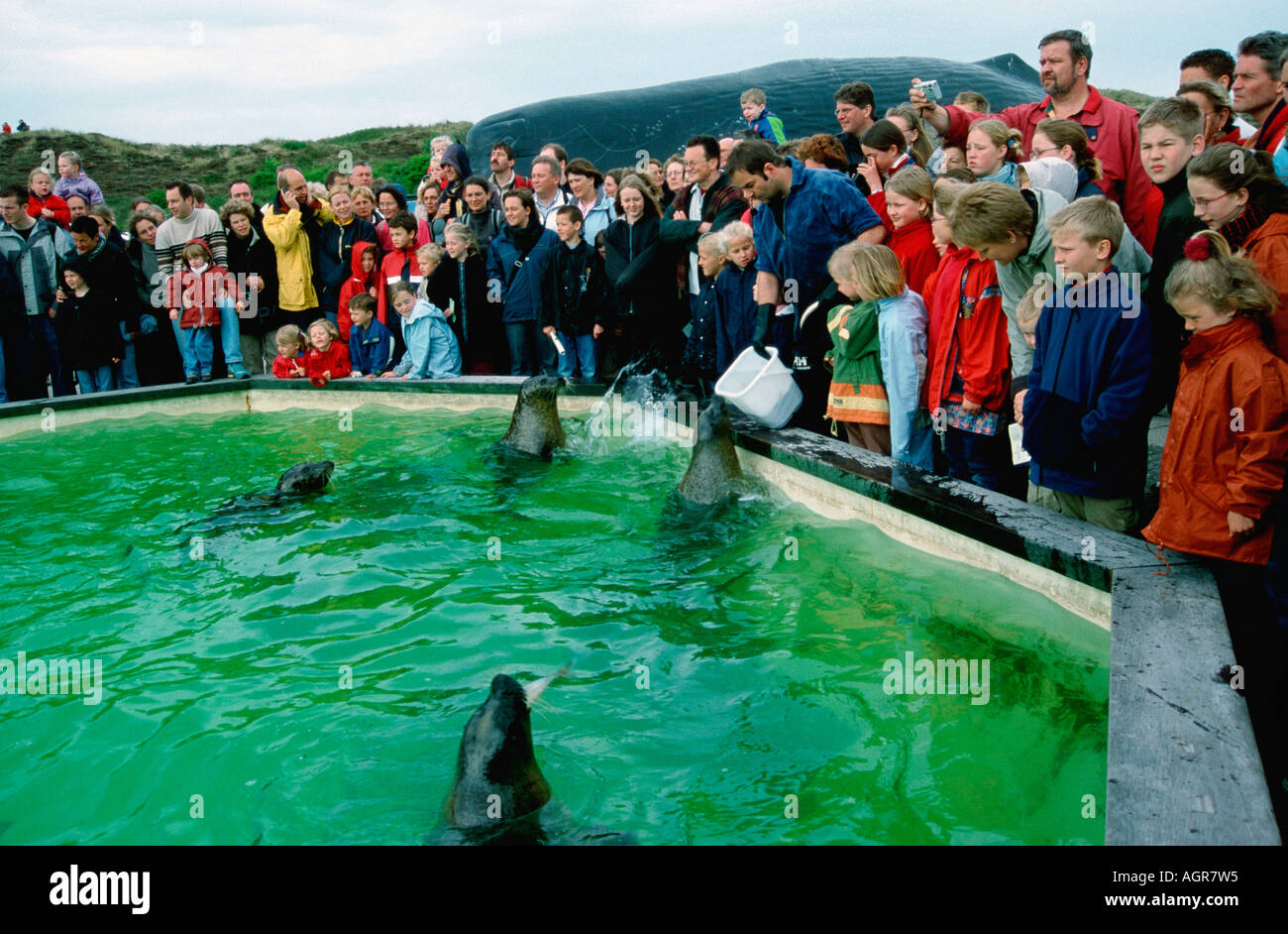 Texel island seals hi-res stock photography and images - Alamy
