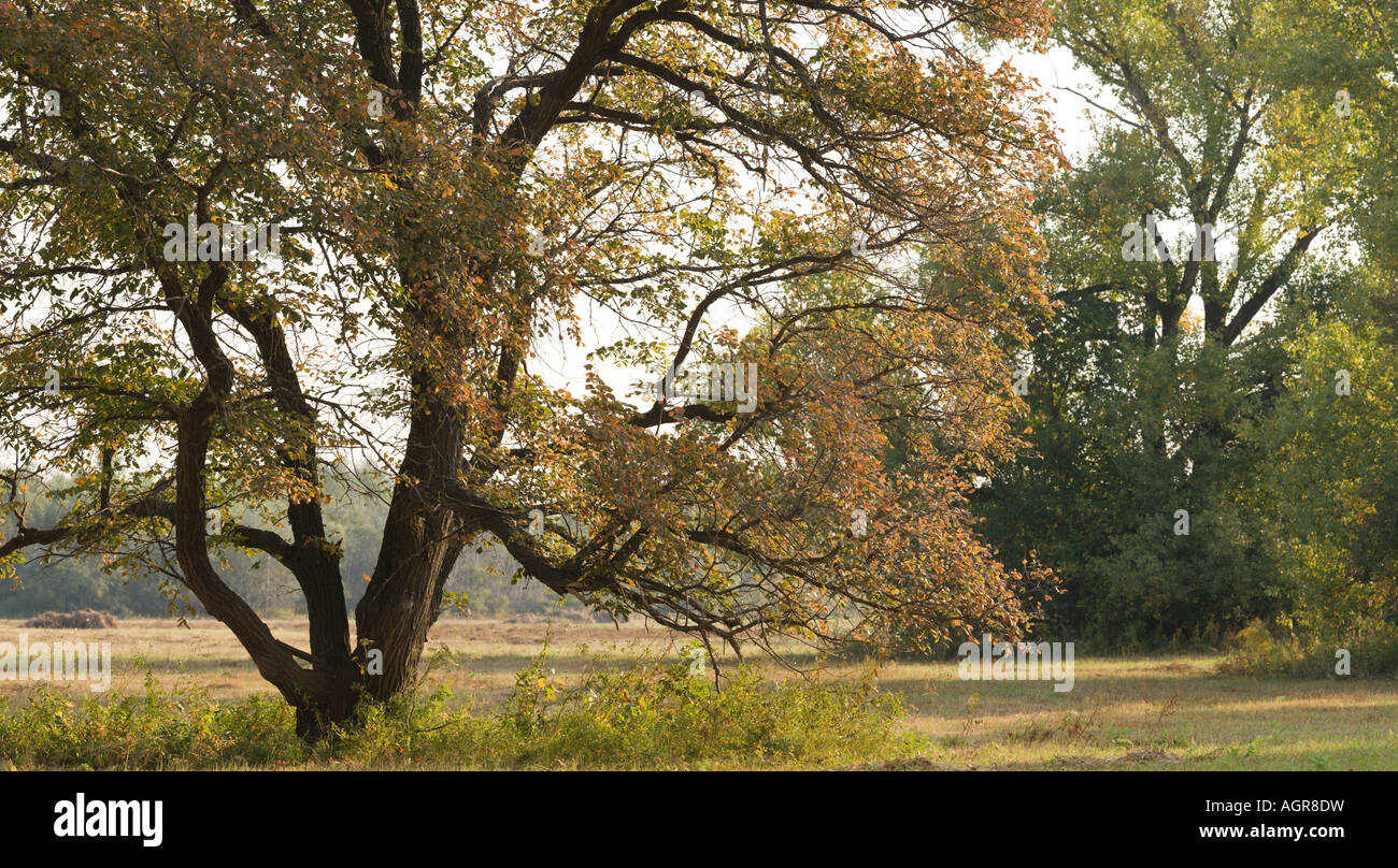 Tree with curved branches Stock Photo - Alamy