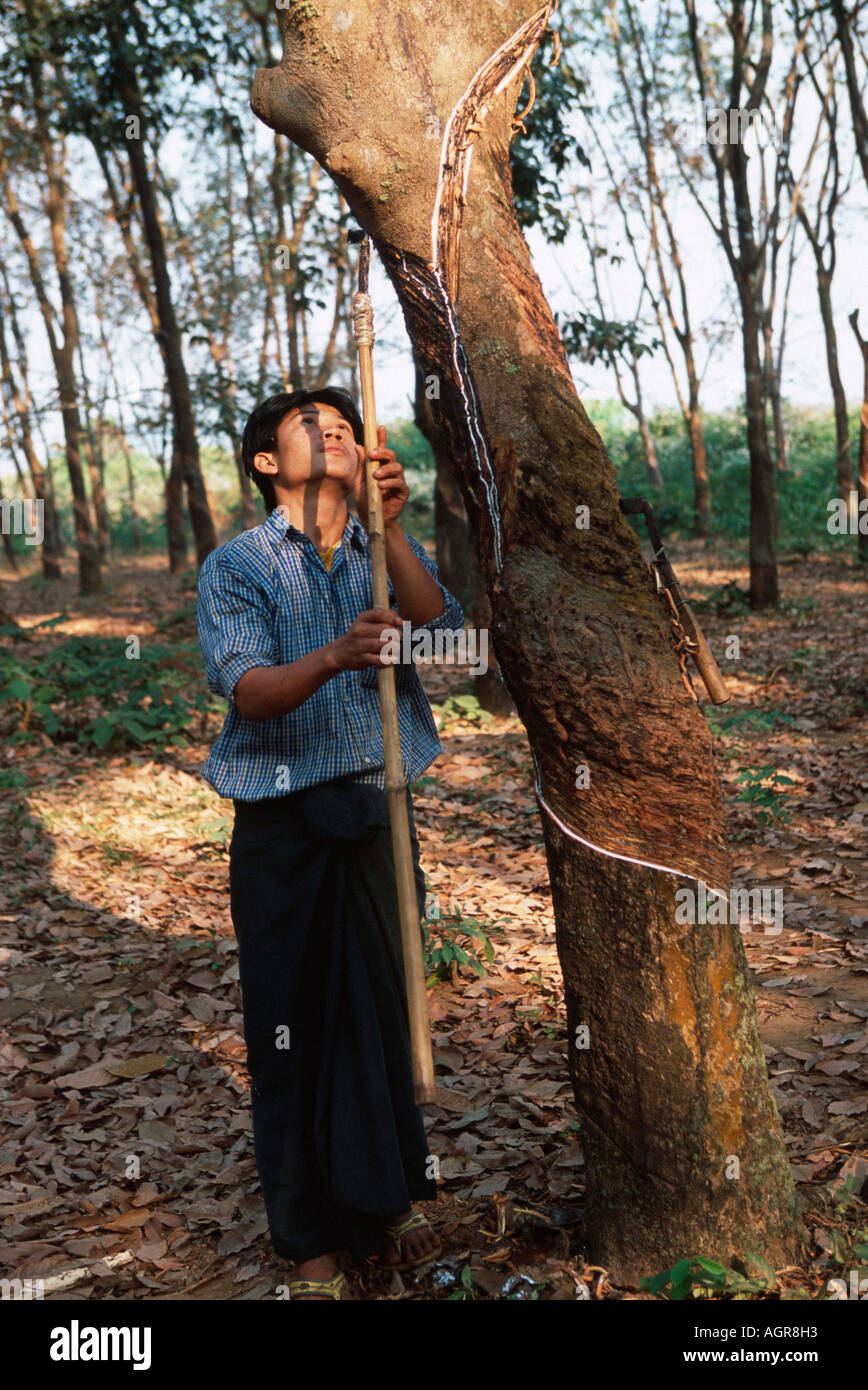 Rubber trees bark working hi-res stock photography and images - Alamy