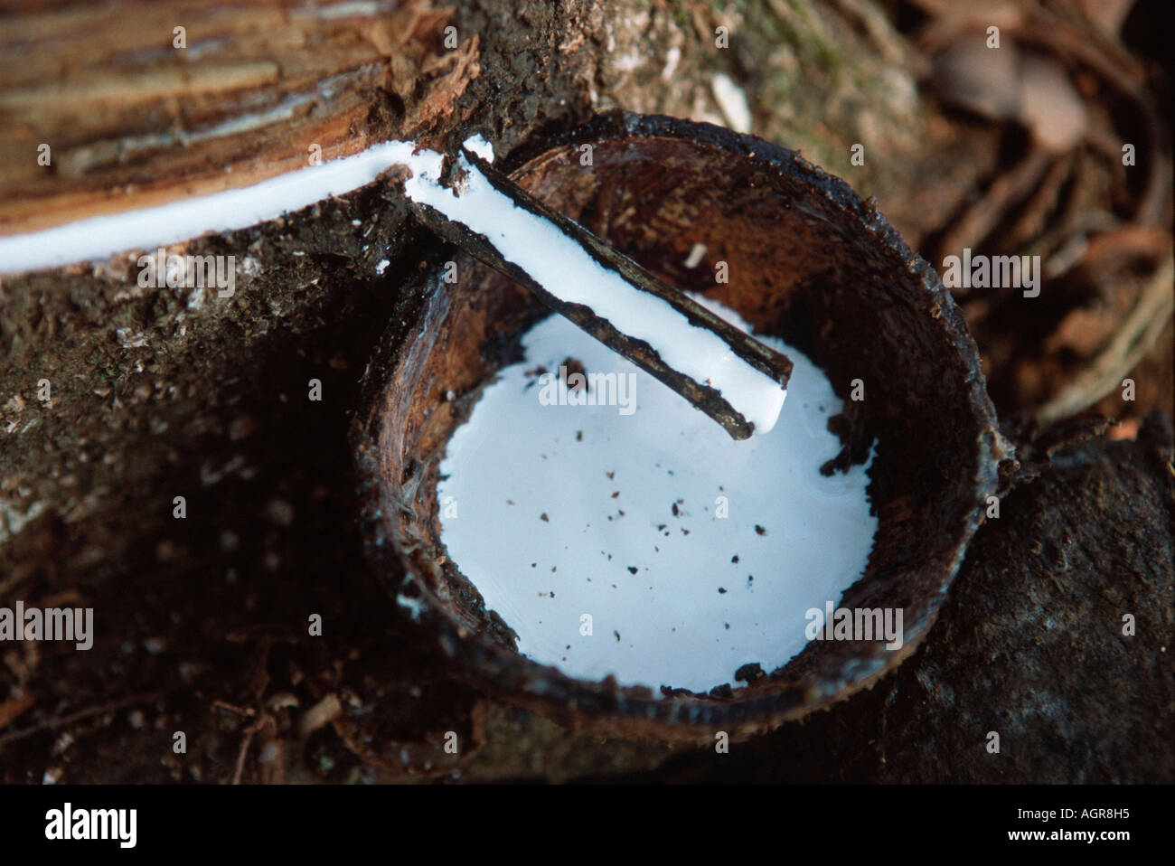 Rubber Tree / Kautschukbaum Stock Photo - Alamy