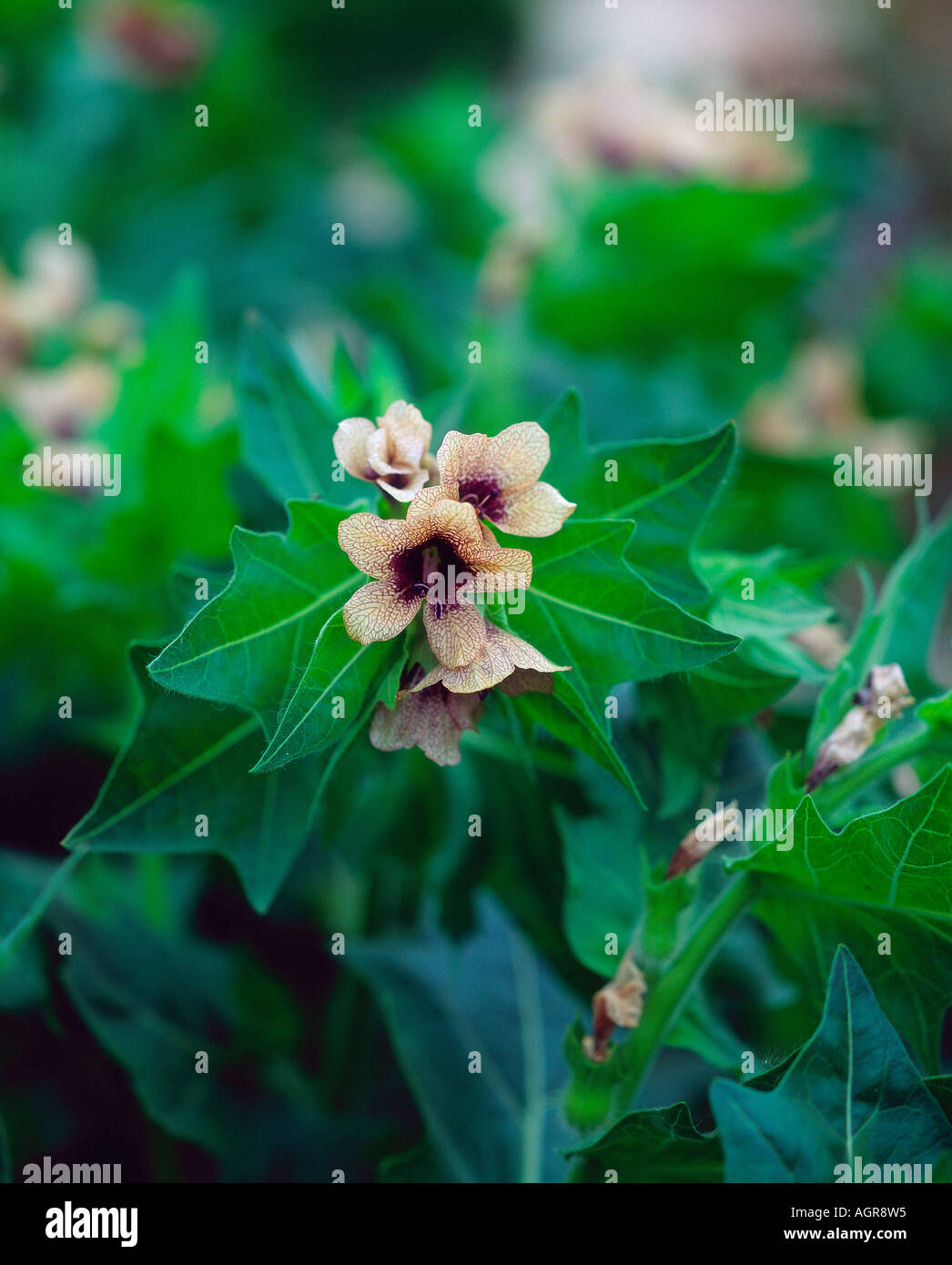 Henbane flowers hi-res stock photography and images - Alamy