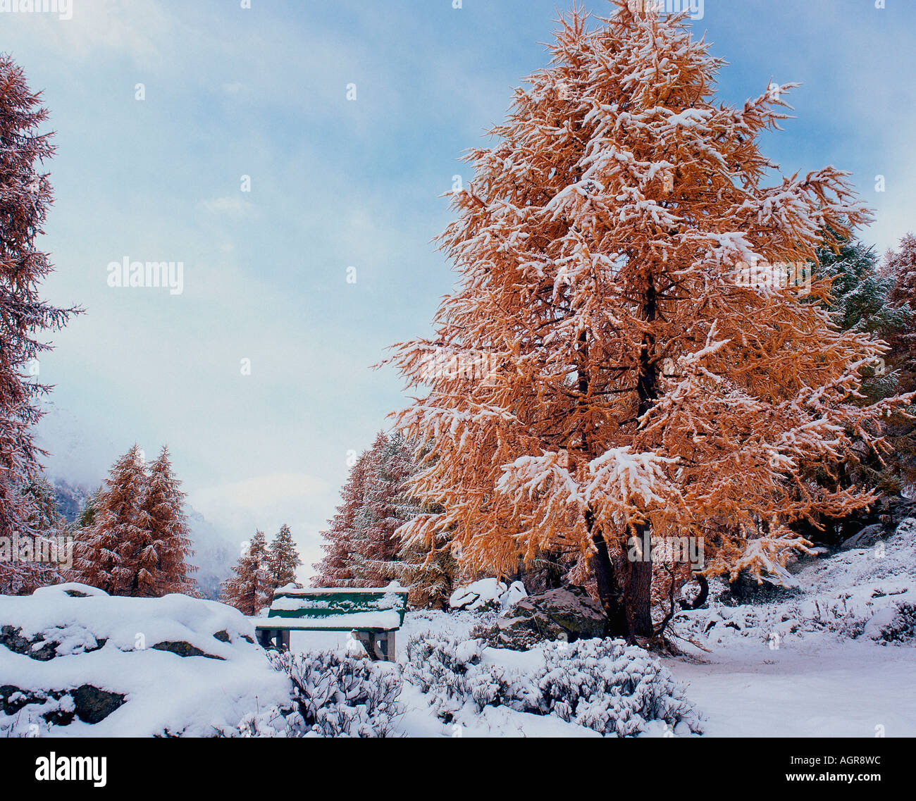 European larchs hi-res stock photography and images - Alamy