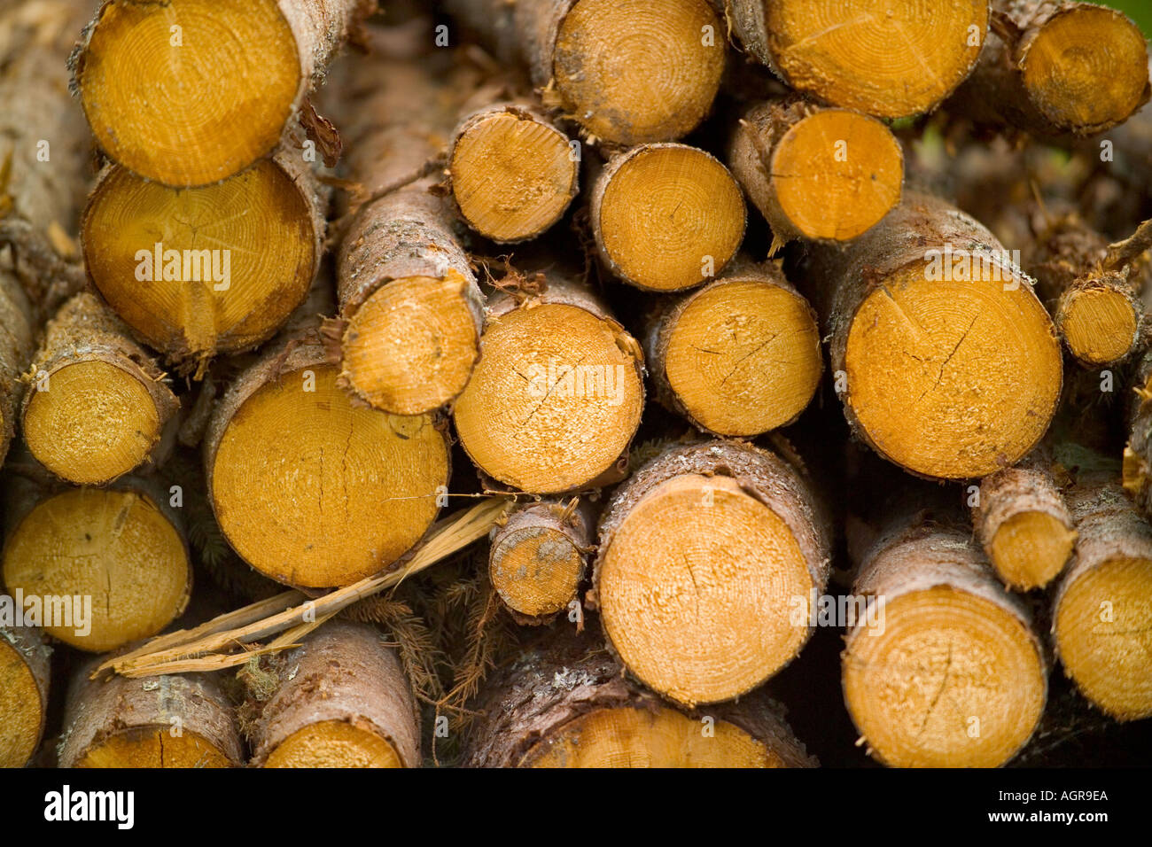 Stacked Tree Logs near Torsby in Varmland County Sweden Stock Photo - Alamy
