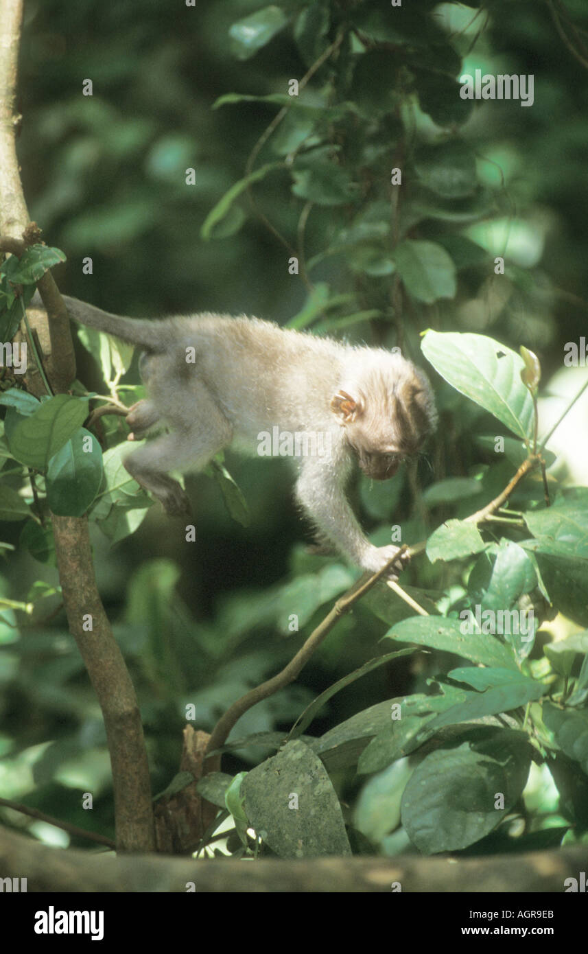 Bali Young Monkey Climbing Trees Indonesia Stock Photo - Alamy
