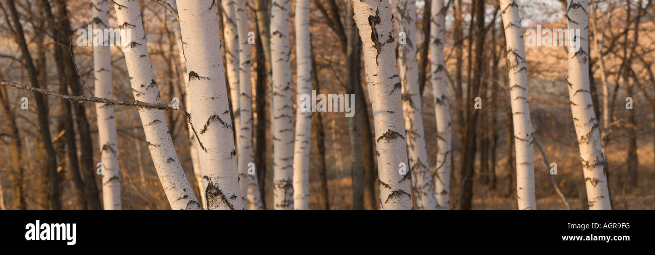 Thin horizontal hi-res stock photography and images - Alamy