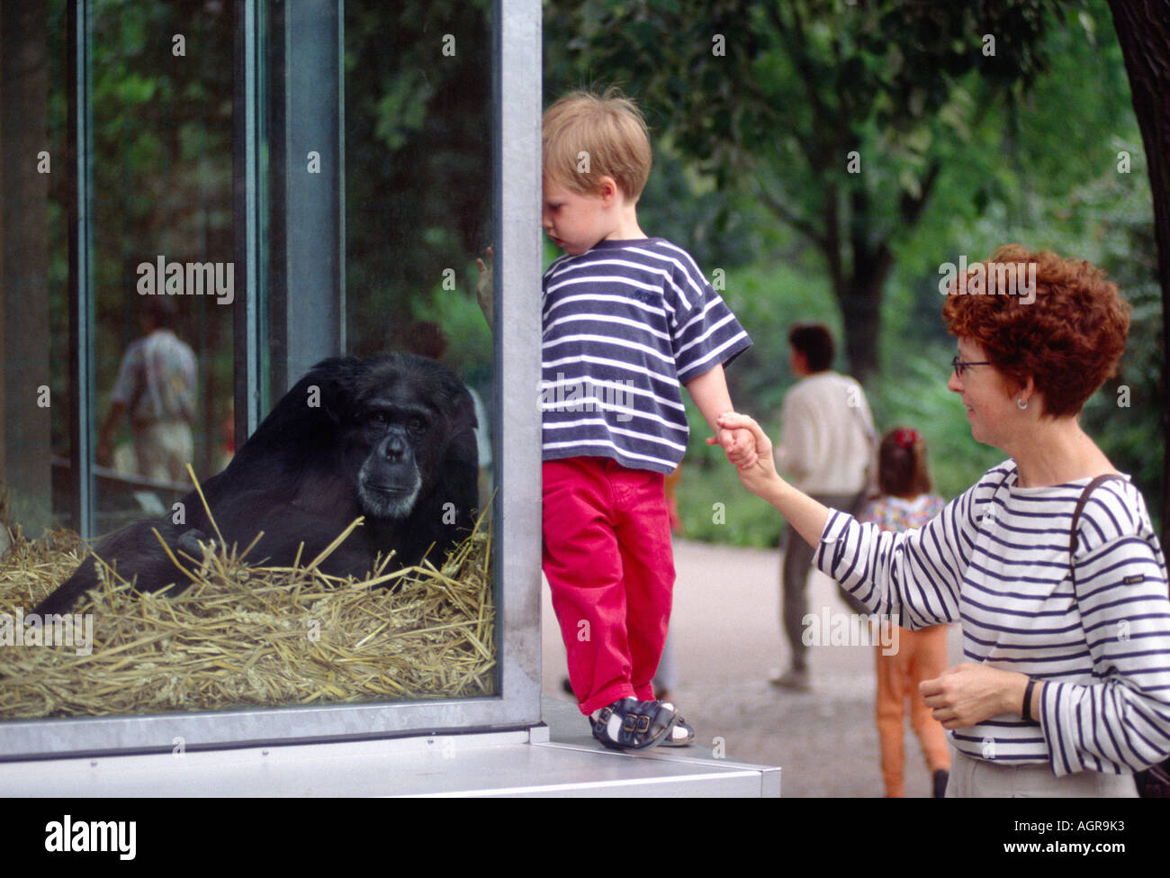 Woman chimpanzee hi-res stock photography and images - Alamy