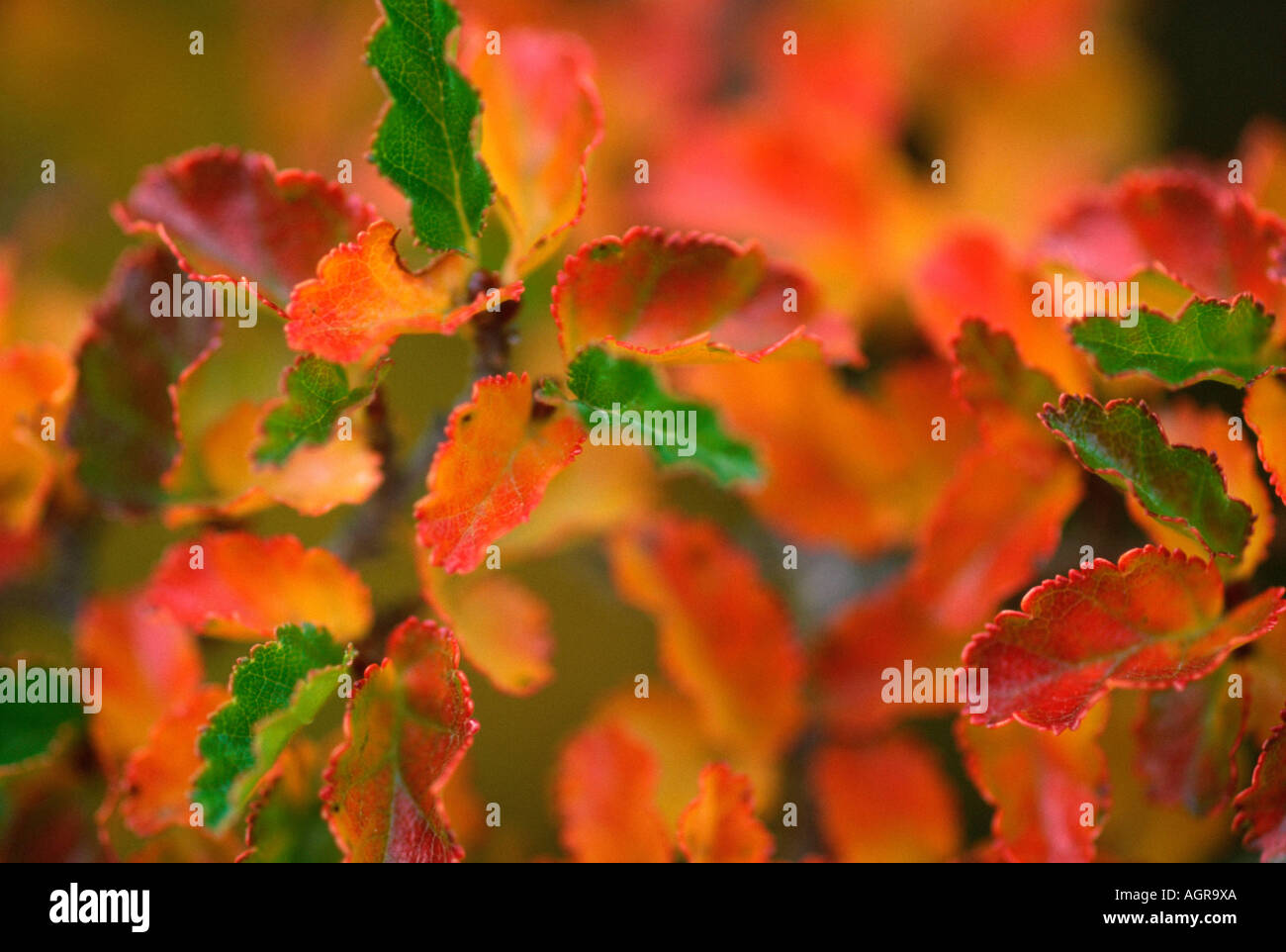 Southern beech nothofagus antarctica hi-res stock photography and ...