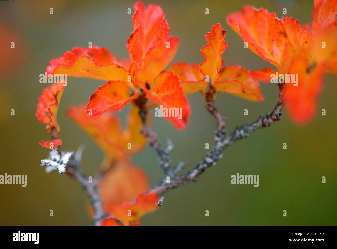 Southern beech nothofagus antarctica hi-res stock photography and ...