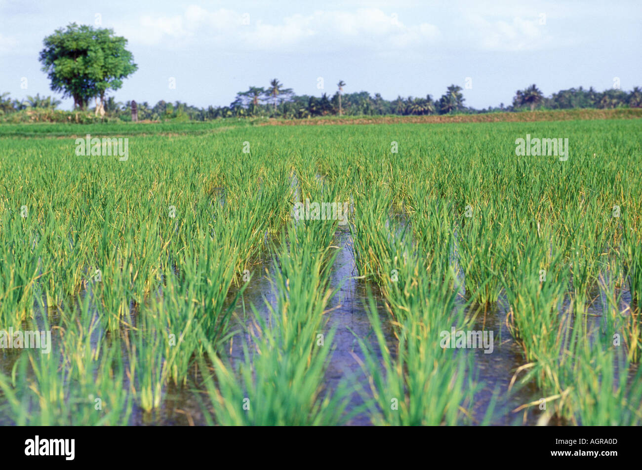 Rice Paddy Bali Indonesia Stock Photo - Alamy
