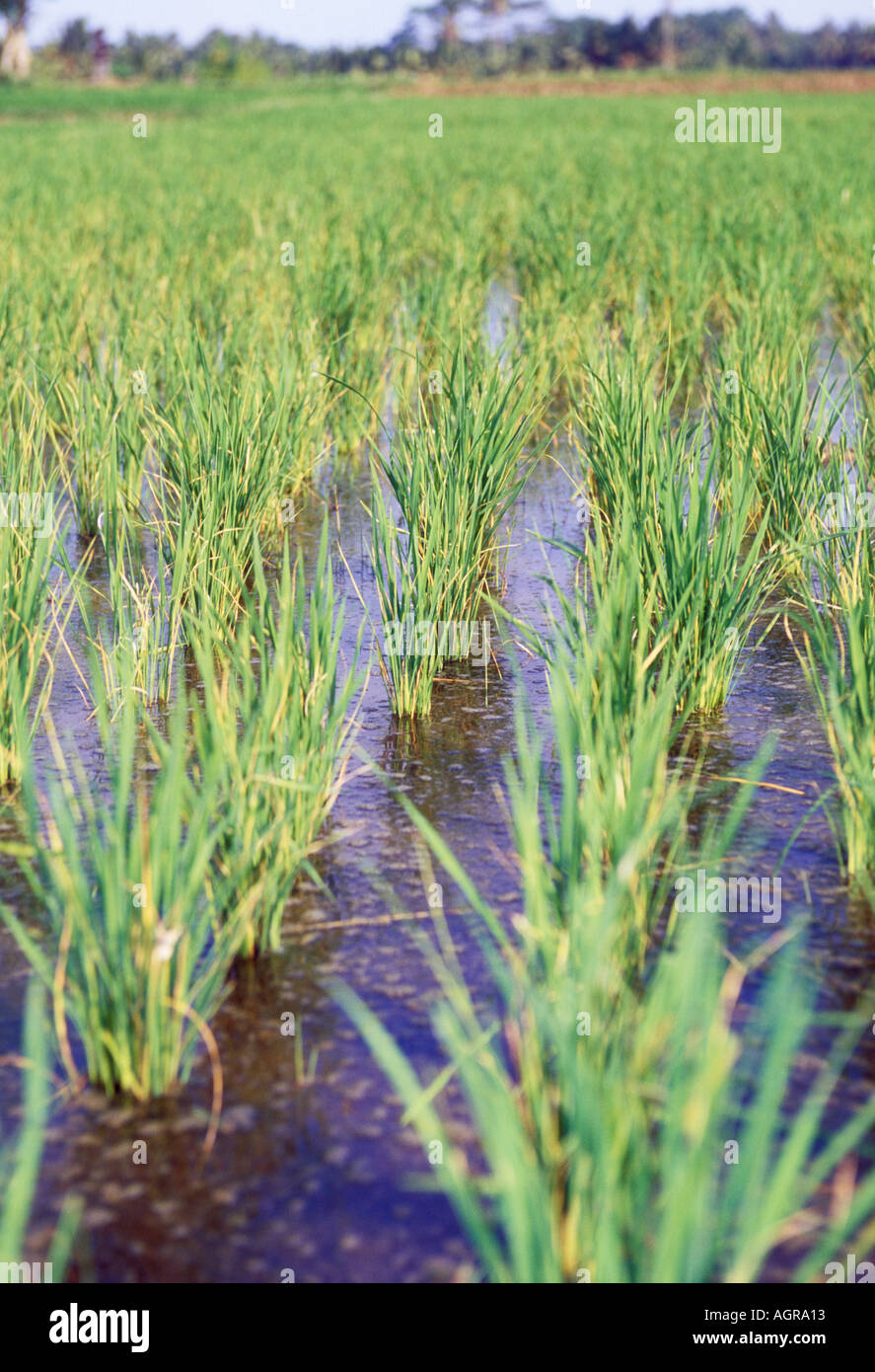 Rice Paddy Bali Stock Photo - Alamy