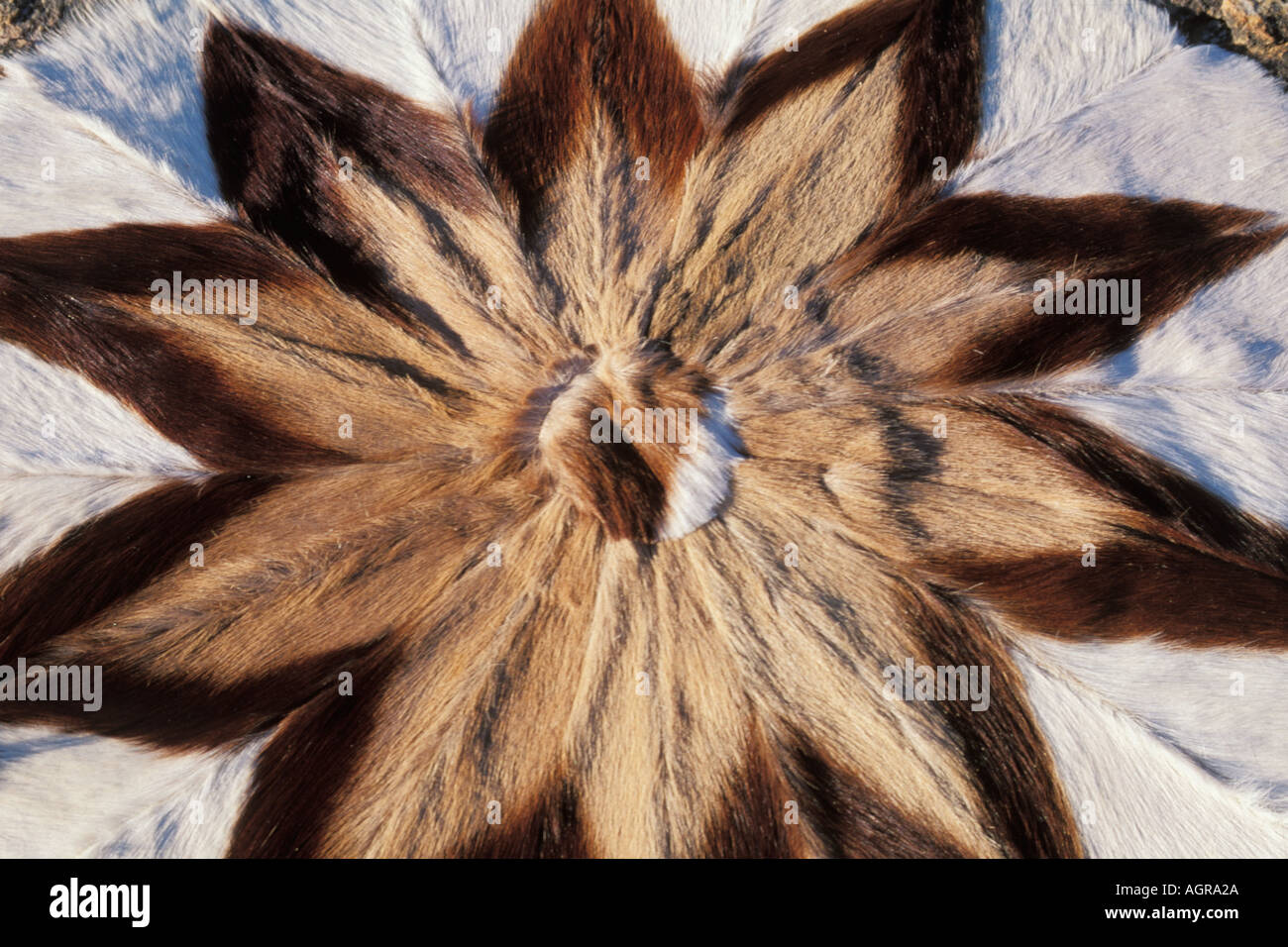 African Art, Rug made from springbok hides Stock Photo - Alamy