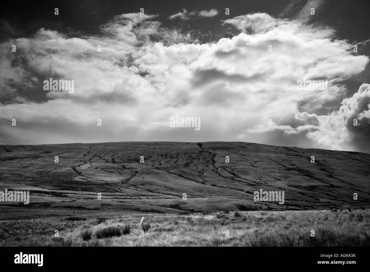 Fan llia hi-res stock photography and images - Alamy