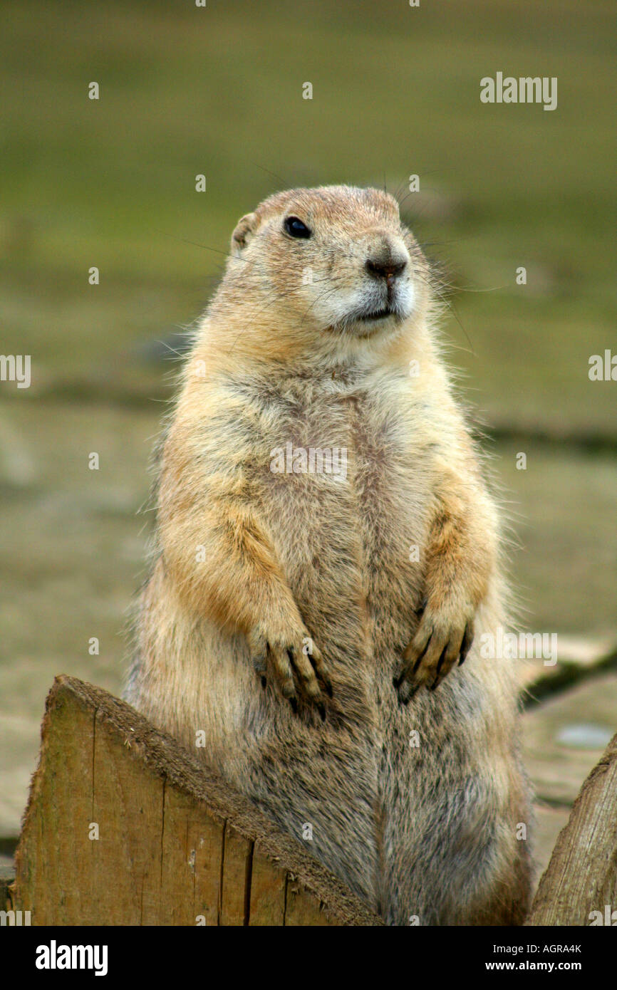 Prarie dog hi-res stock photography and images - Alamy