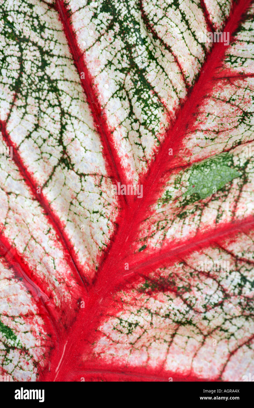 Coleus stem hi-res stock photography and images - Alamy