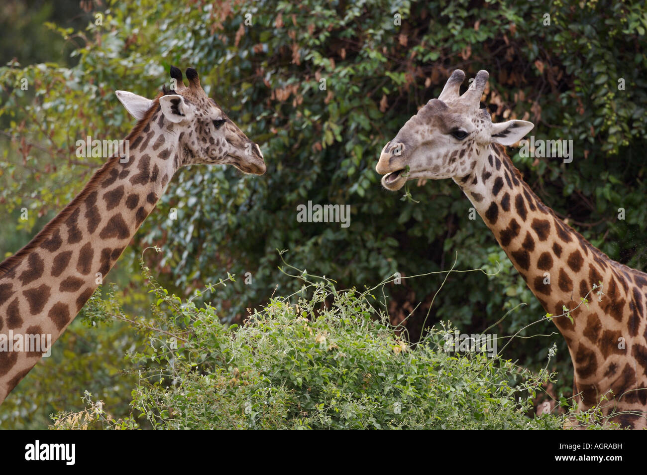 Talking giraffe hi-res stock photography and images - Alamy