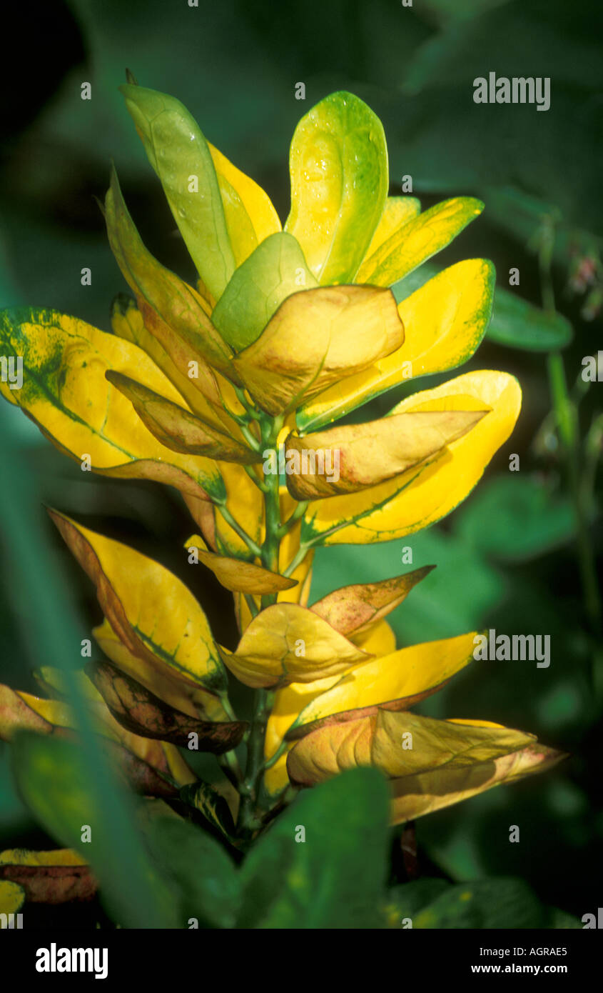 Tropical Plant Bali Indonesia Stock Photo - Alamy