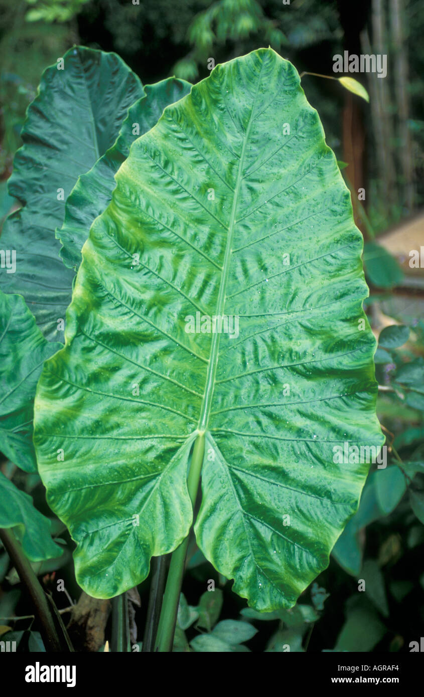 Elephant Ear Alocasia Colocasia Leaf Bali Stock Photo - Alamy