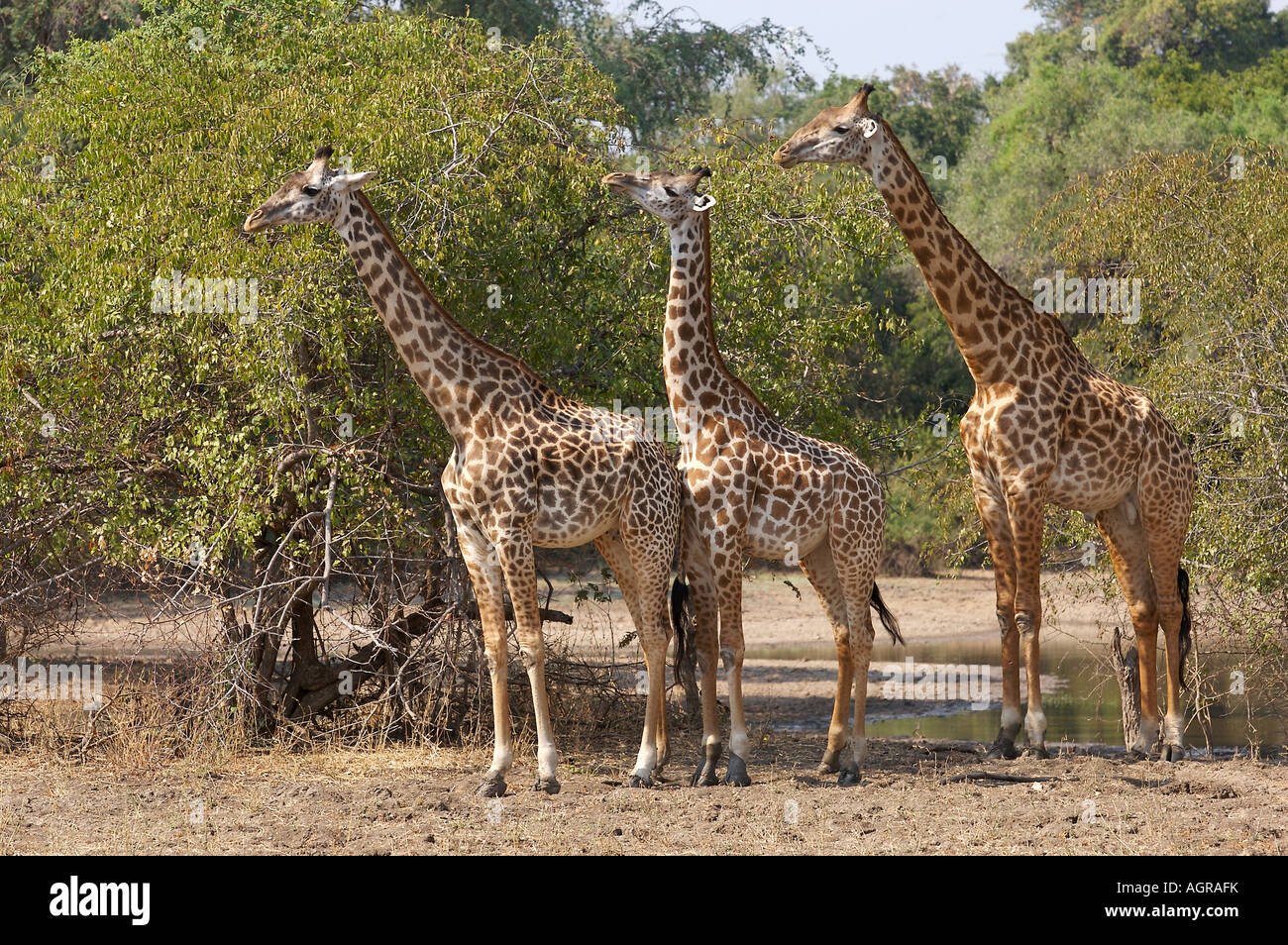 Three Thornicroft giraffes Stock Photo - Alamy
