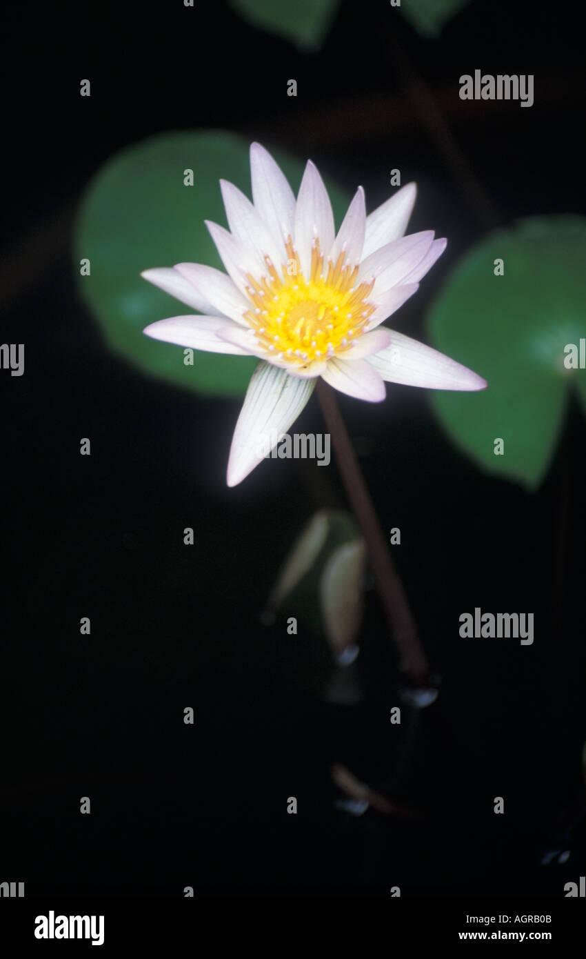 Water Lily Nymphaea Species Tiger Lotus Stock Photo - Alamy