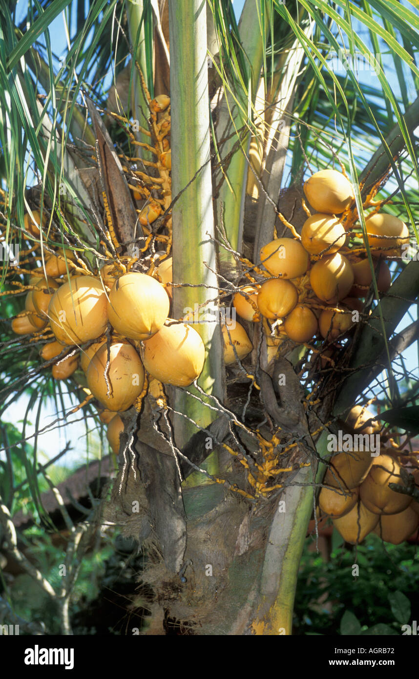 Bali Coconut Tree Indonesia Stock Photo - Alamy