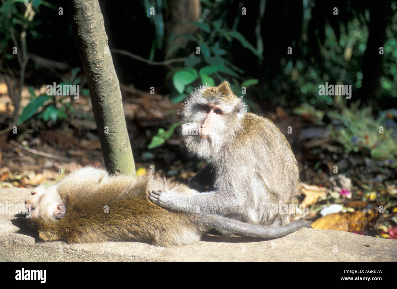 Bali Balinese Macaques Macaca Fascicularis Indonesia Stock Photo - Alamy
