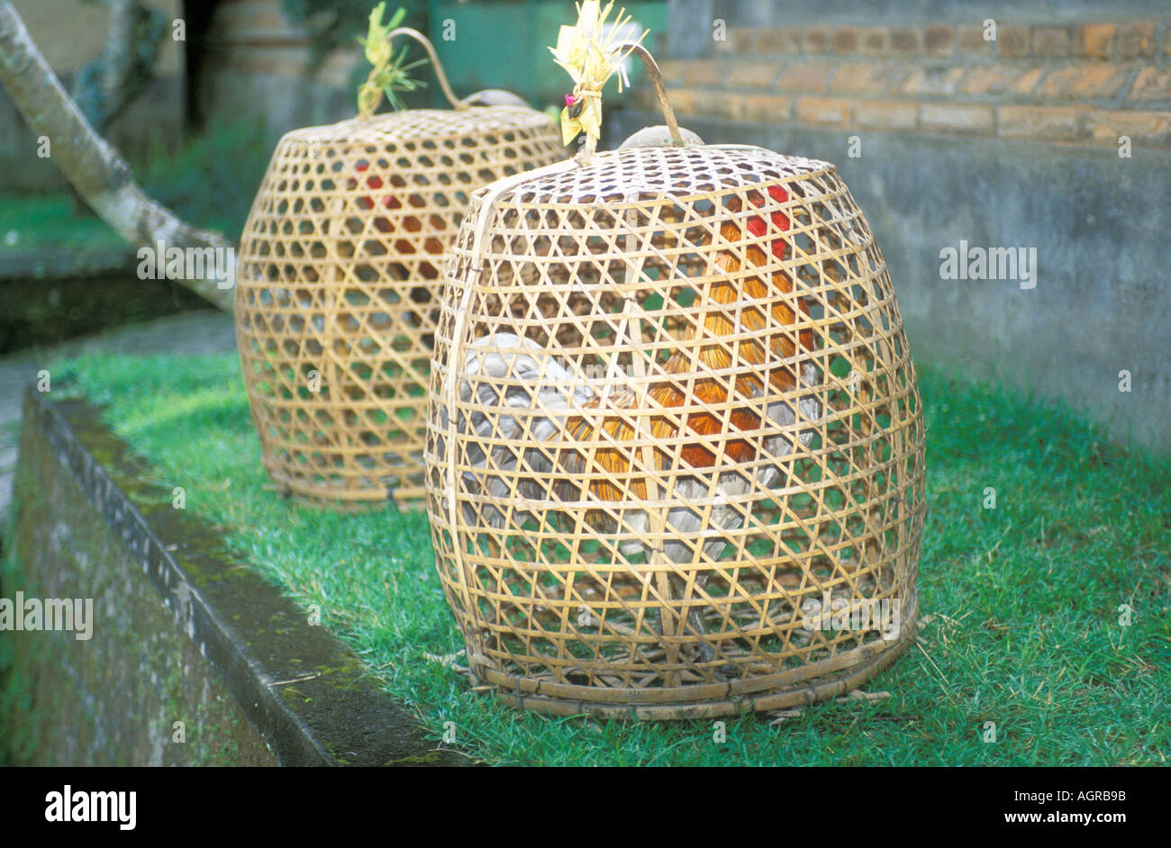 Bali Caged Roosters Awaiting Cock Fight Indonesia Stock Photo - Alamy