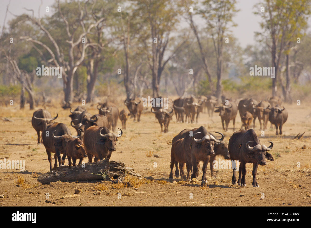 Cape Buffalo herd Stock Photo - Alamy