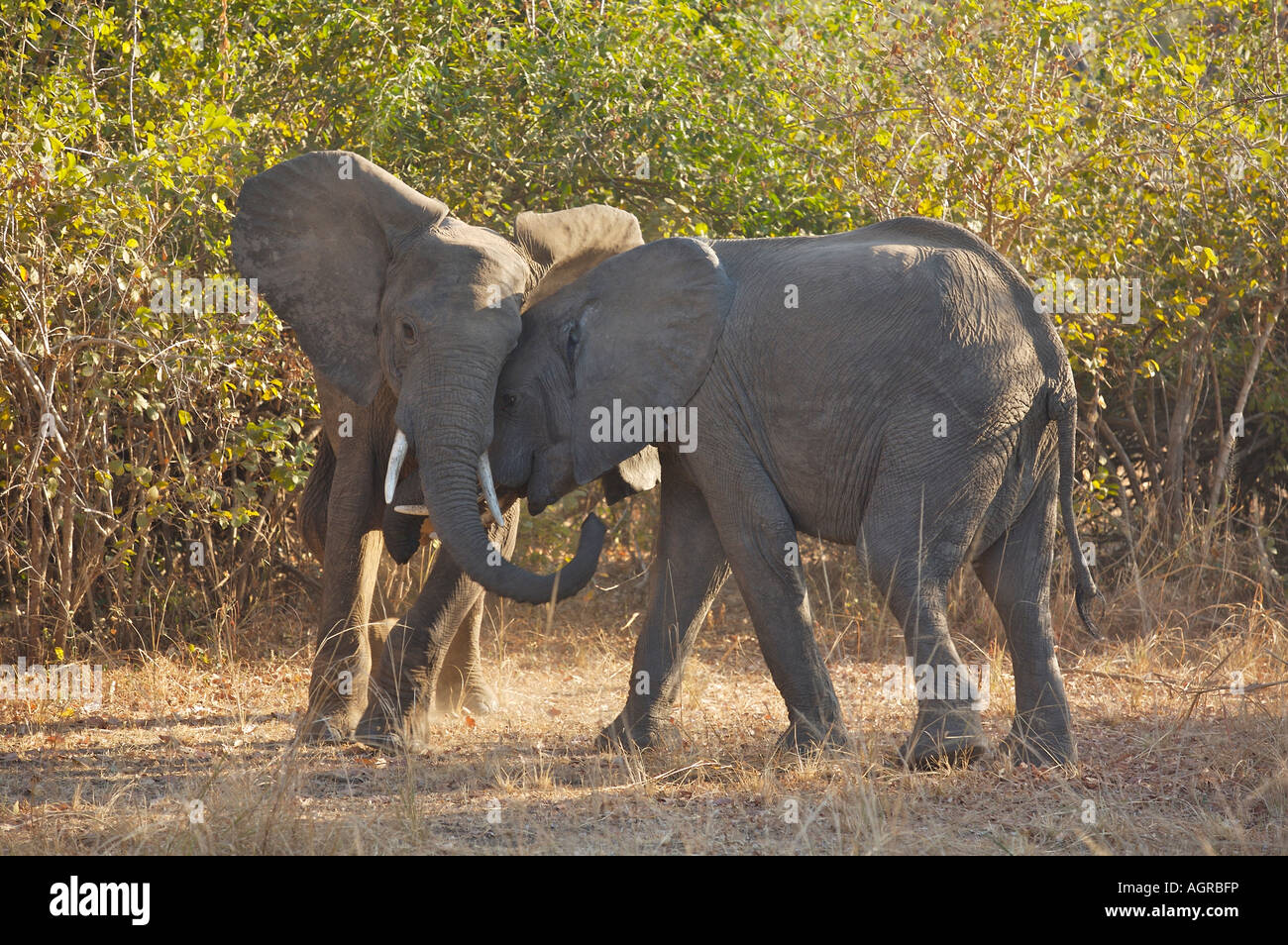 Hierarchy of dominance hi-res stock photography and images - Alamy