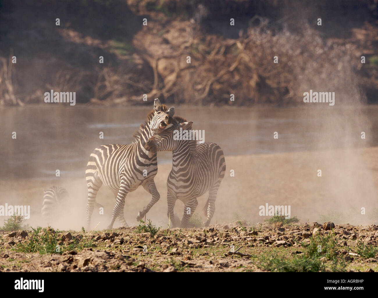 Hierarchy of dominance hi-res stock photography and images - Alamy