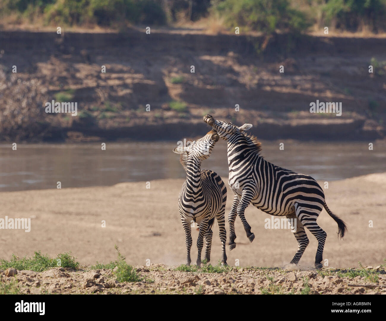 Hierarchy of dominance hi-res stock photography and images - Alamy