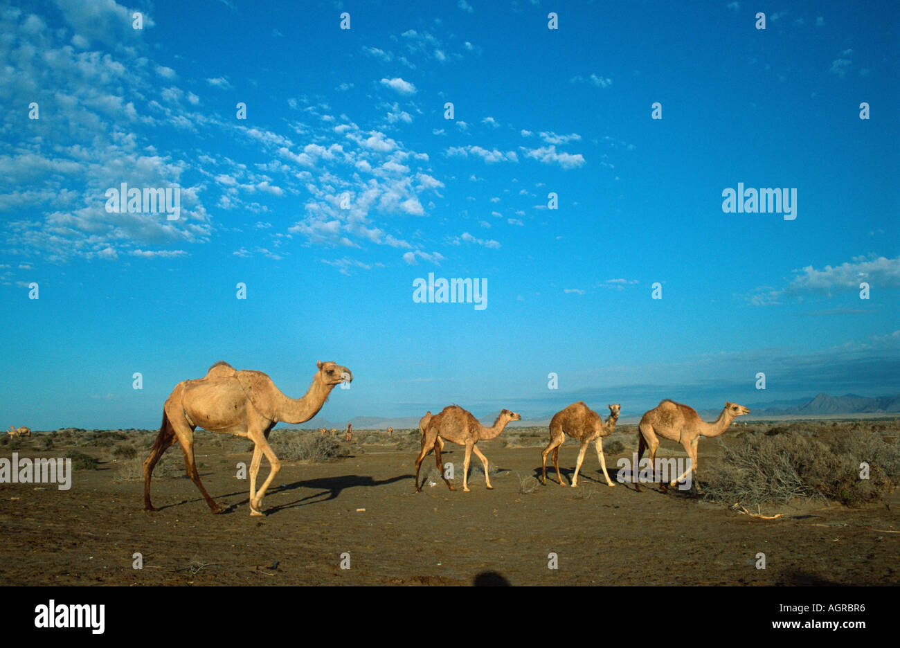 Dromedare hi-res stock photography and images - Alamy