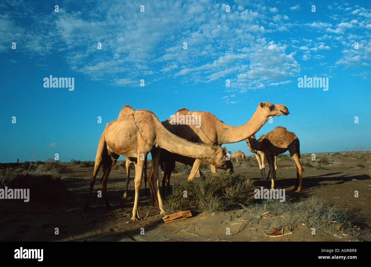 Camelus Dromedarius Kamel High Resolution Stock Photography and Images ...
