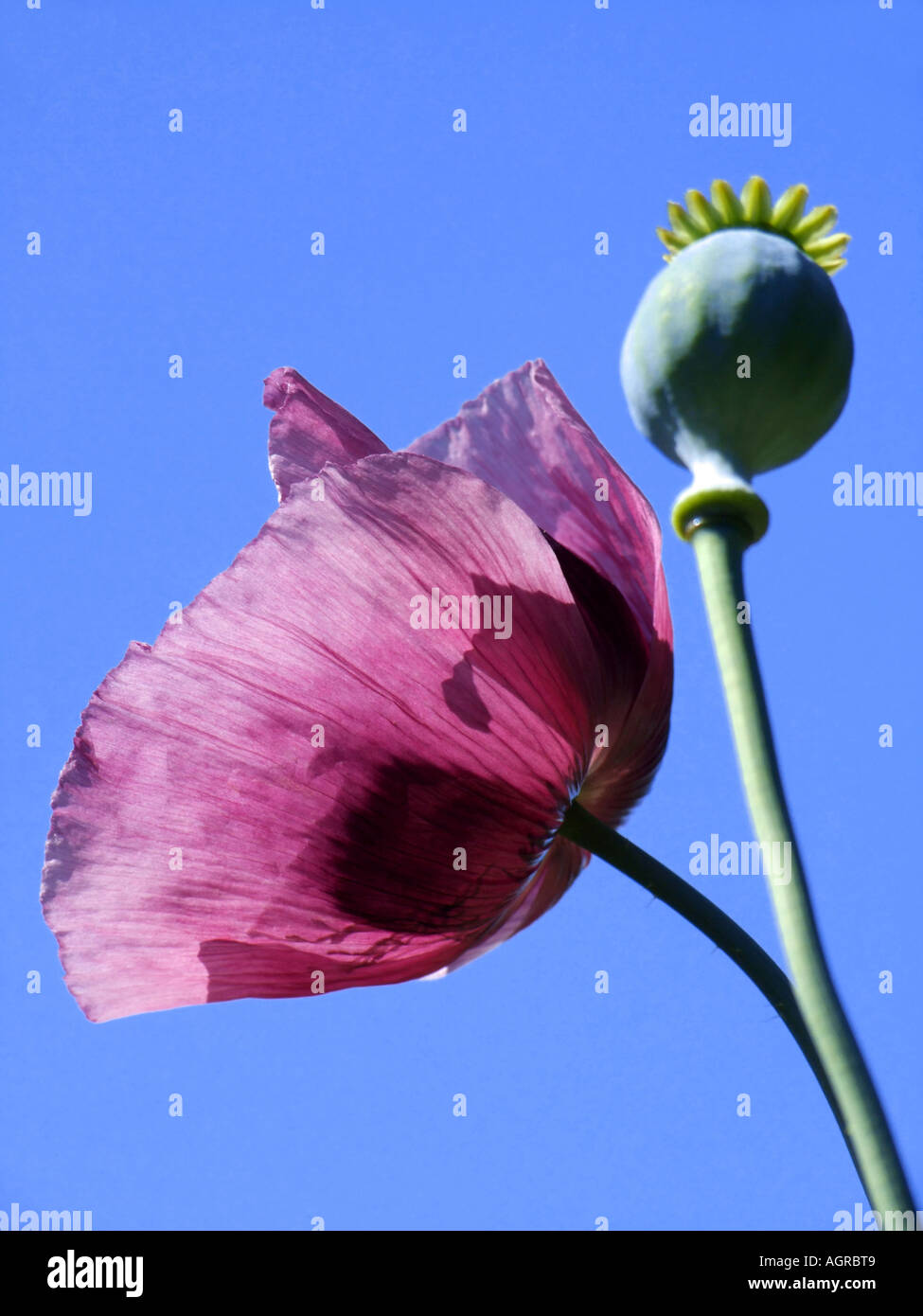 Poppy flower seed head hi-res stock photography and images - Alamy