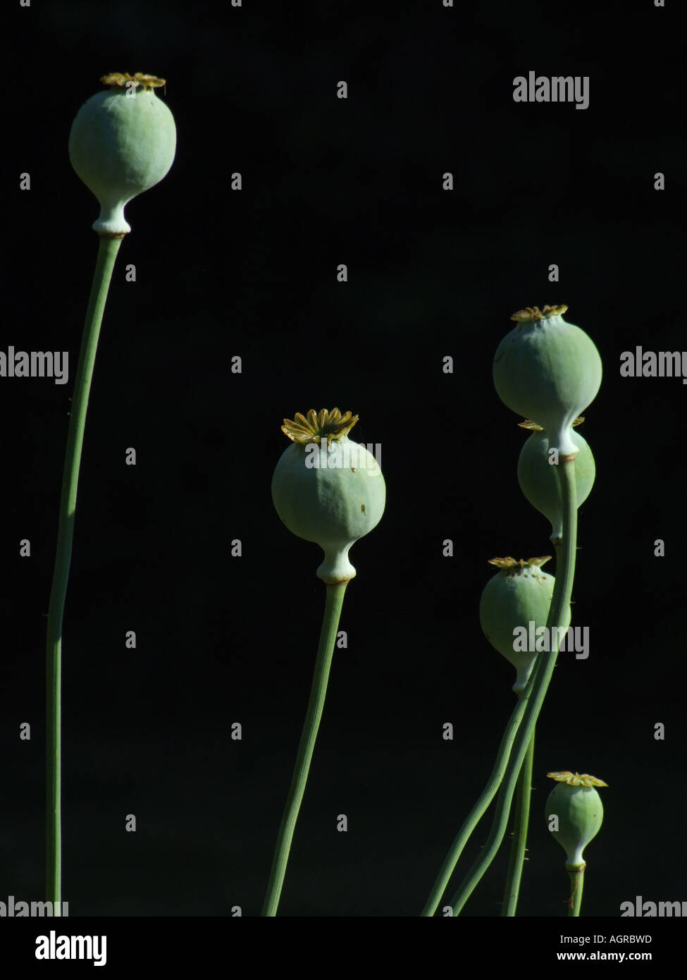 Opium poppy seed heads Stock Photo - Alamy