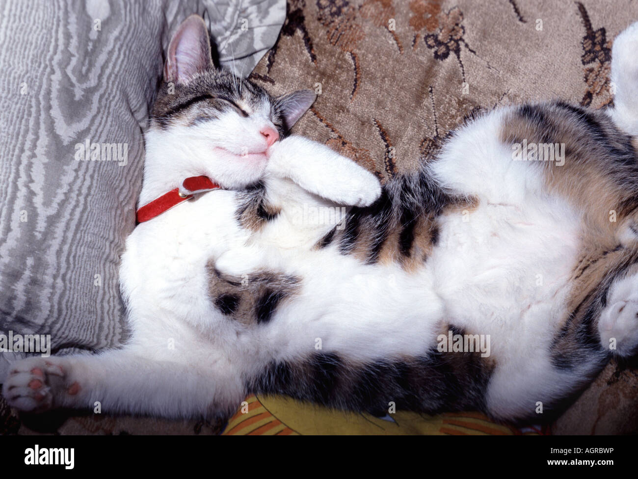 Relaxed cat laying on its back Stock Photo - Alamy