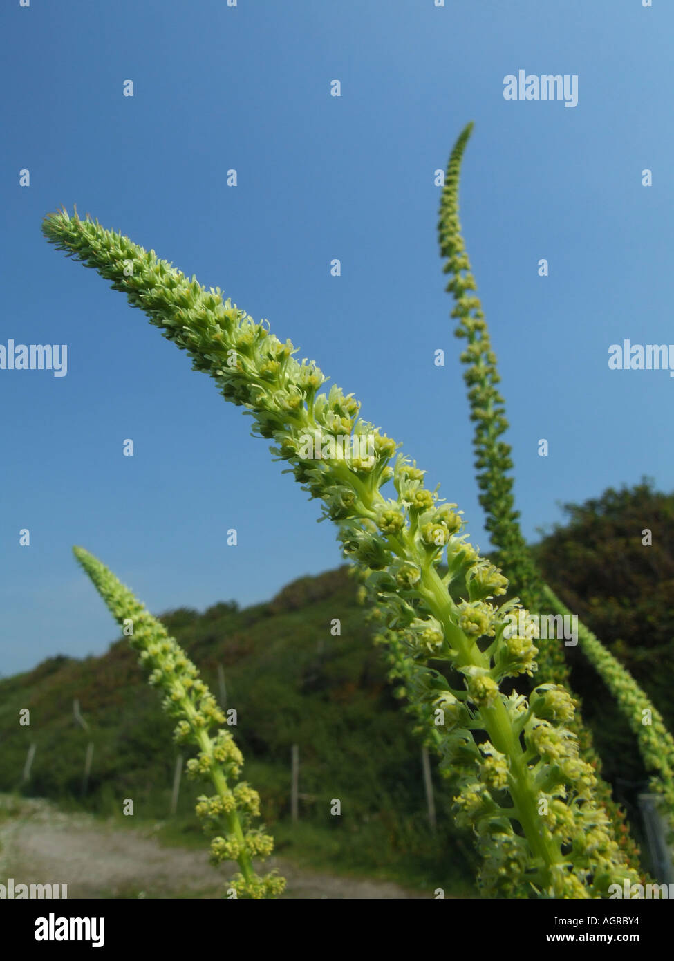 Weld flower hi-res stock photography and images - Alamy