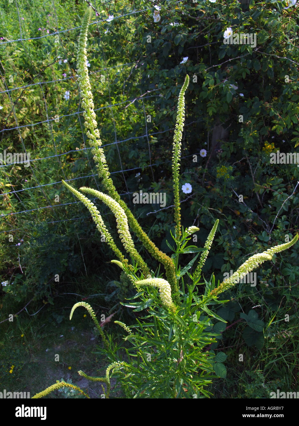 Weld flower hi-res stock photography and images - Alamy