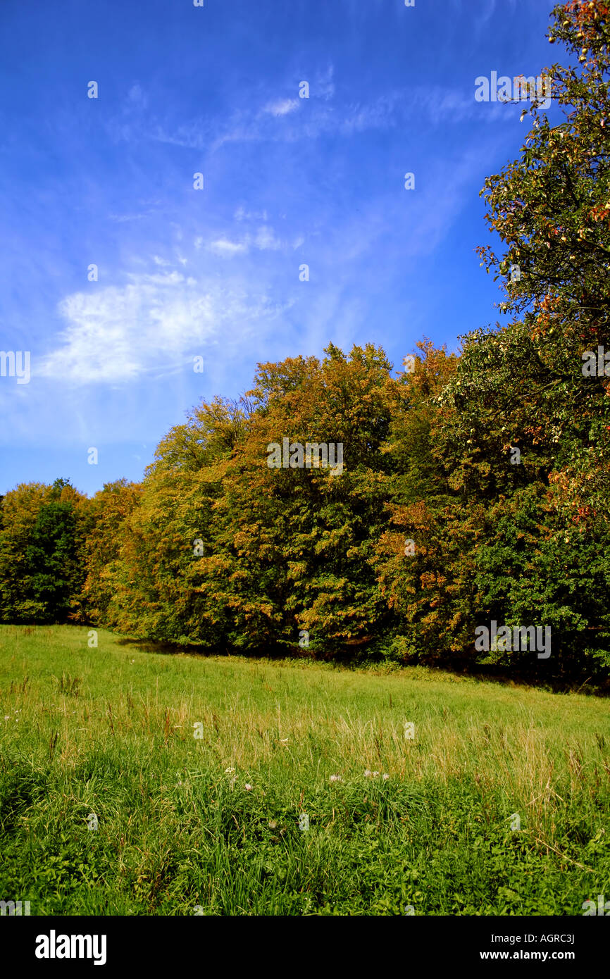 A scenic view of a grassy field with trees showing autumn colors under ...